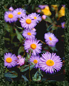 BC Outdoor Guide - Wildflowers of British Columbia